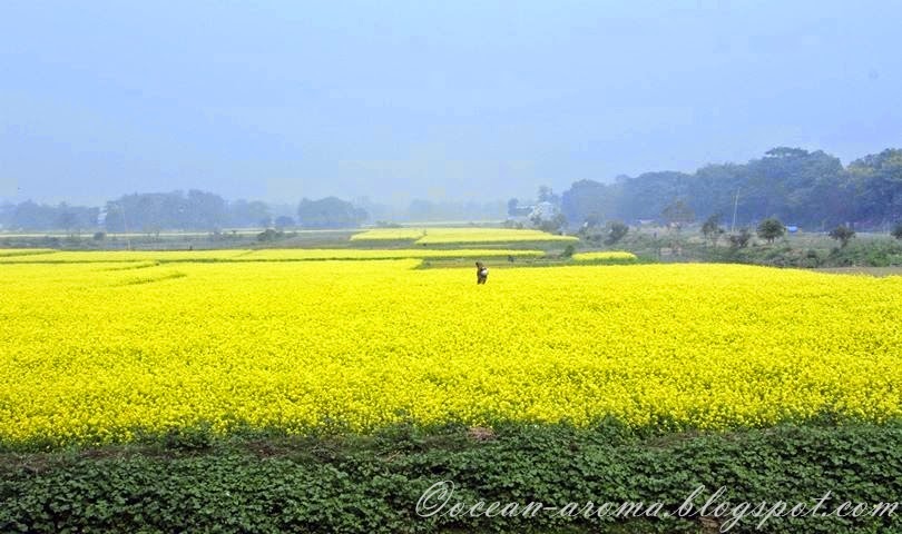 Shorisha flower image – A beauty of Bangladesh nature « Ocean Aroma