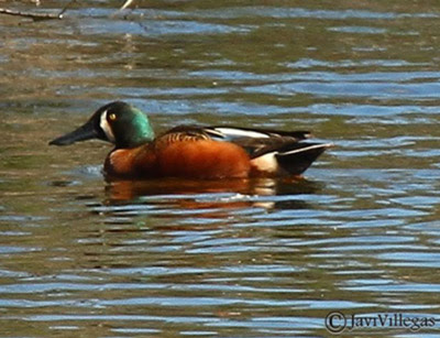 Cuaderno de Aves Exóticas: Anas sp. - Málaga