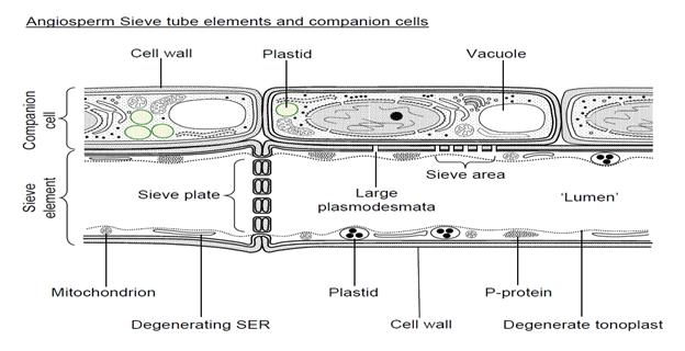 Translocation in Plants ~ Dhiraj's Blog