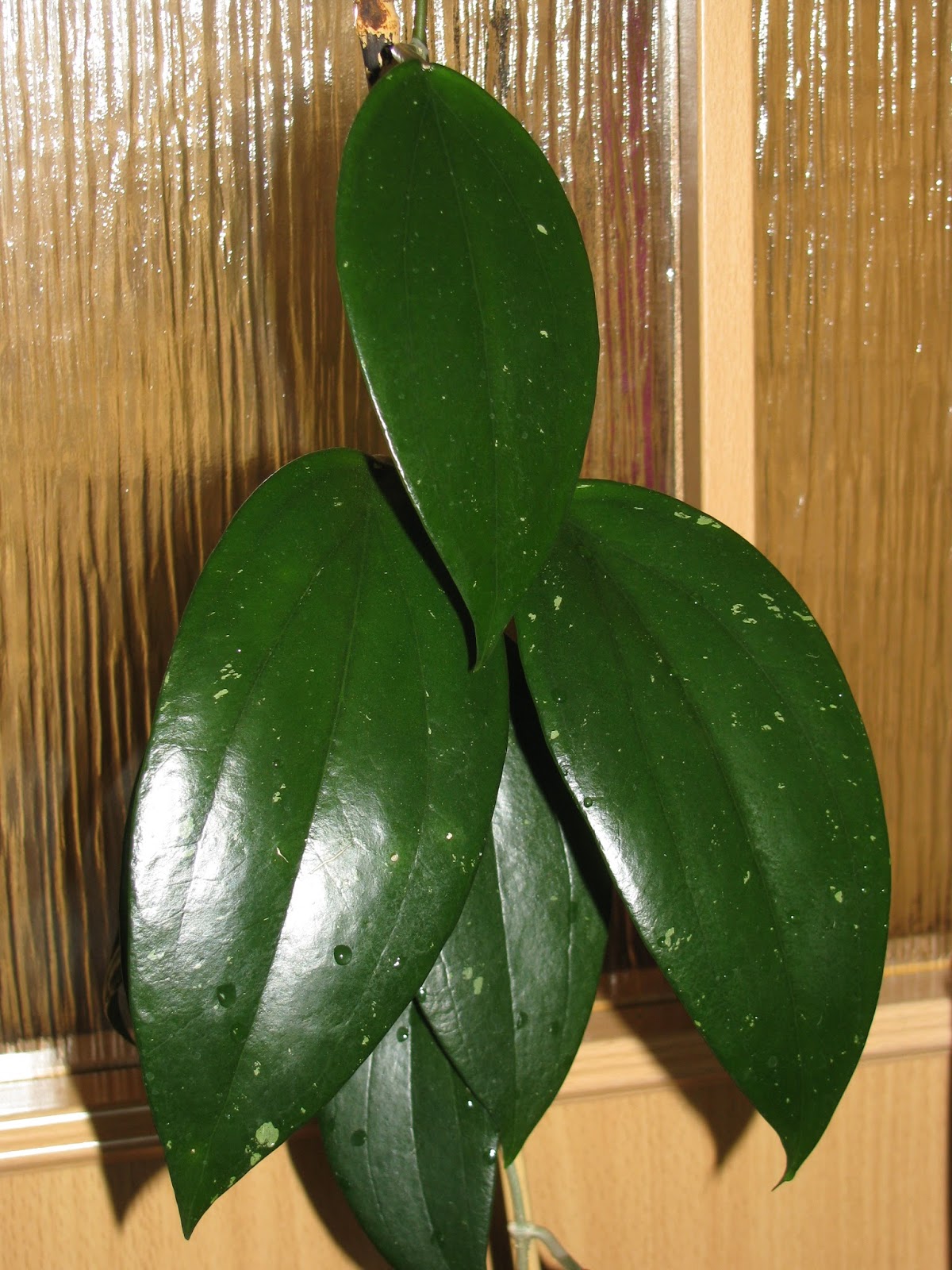 Zielona Przystań Lulu ______: Hoya rigida