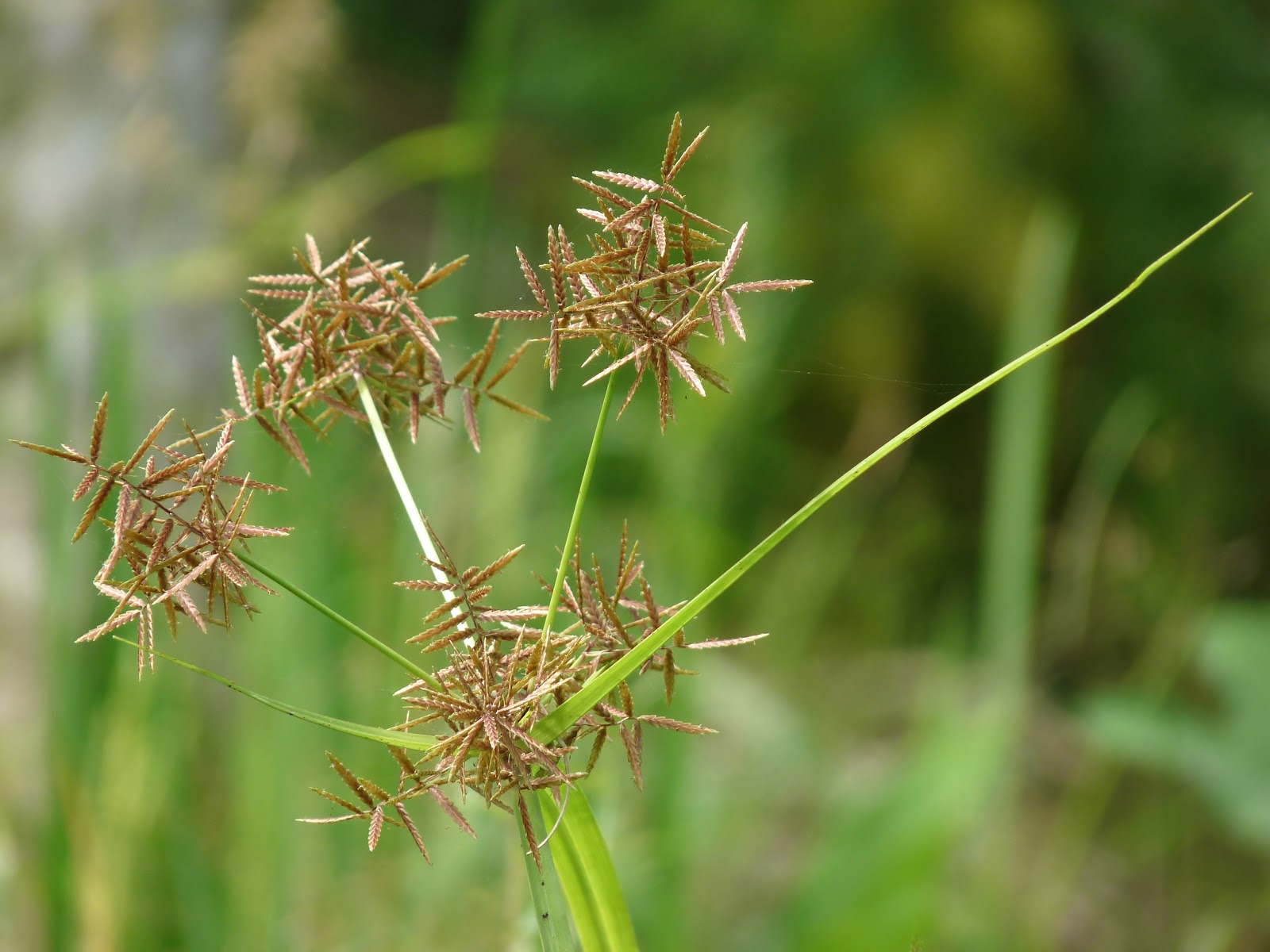 செட்டிக்கதிர்: முத்தக்காசு(Cyperus rotundus)
