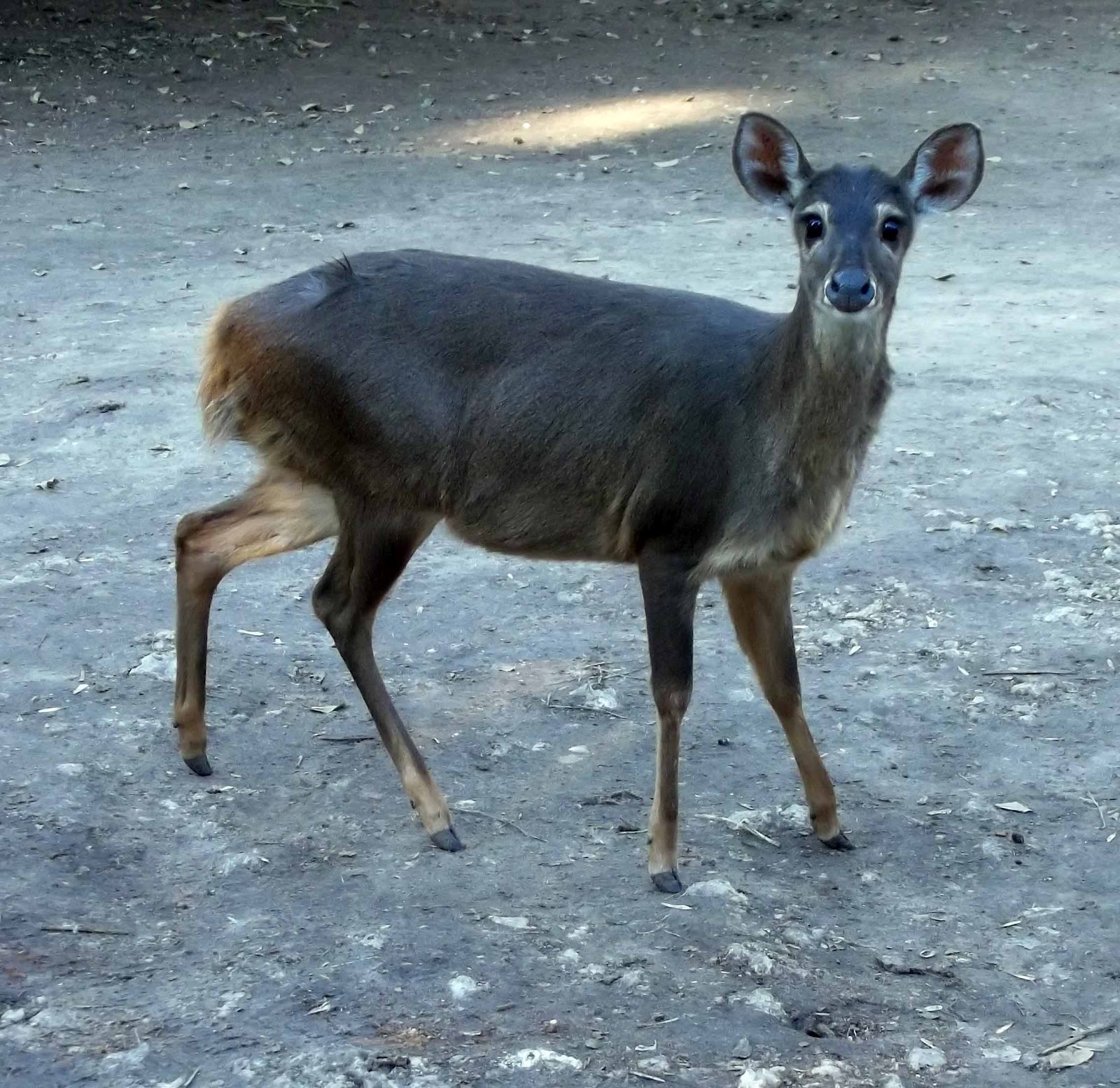 ANIMALES SILVESTRES: Corzuela colorada