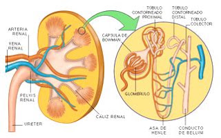 FISIOLOGÍA DEL APARATO URINARIO (Función y Fisiología Renal)
