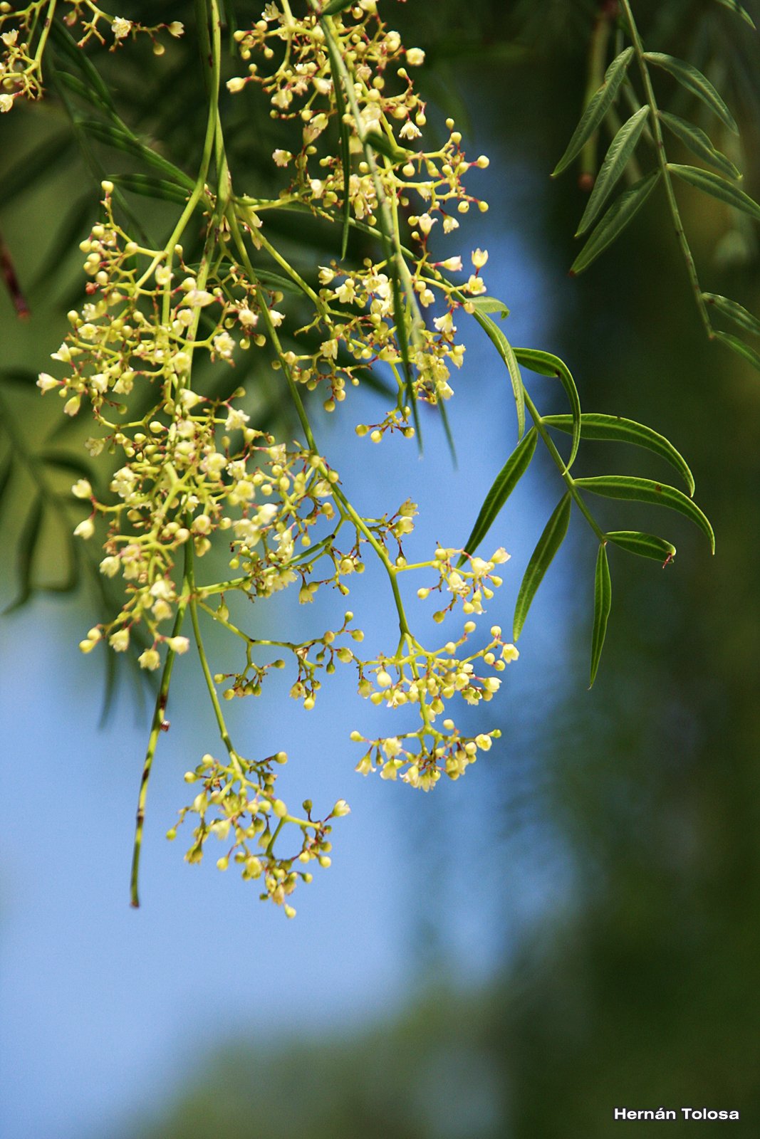 Flora Bonaerense: Aguaribay (Schinus areira)