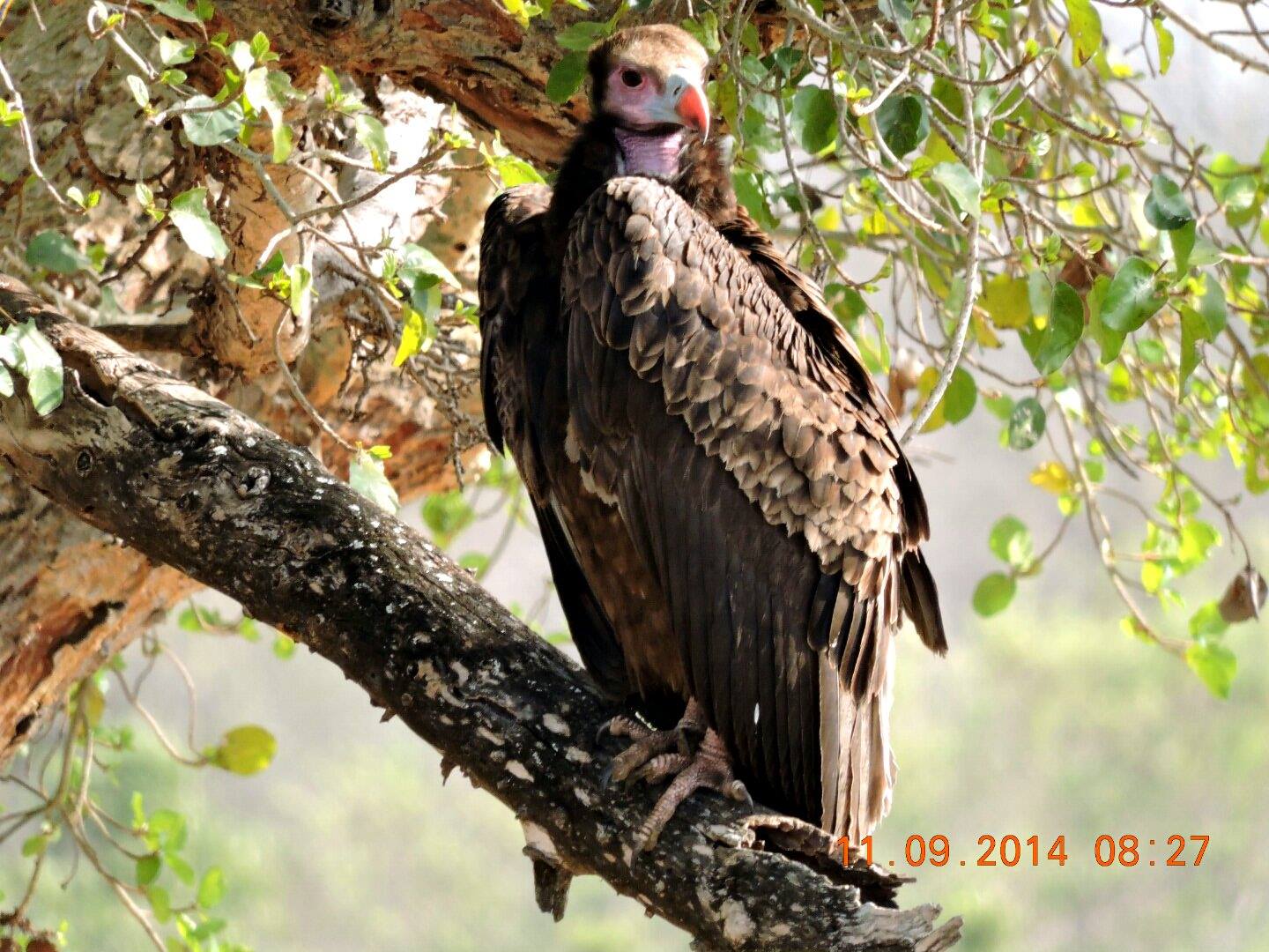 Oupa Storm se Bosstories: AASVOELS