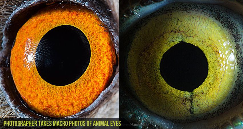 CGfrog: Photographer Takes Macro Photos of Animal Eyes