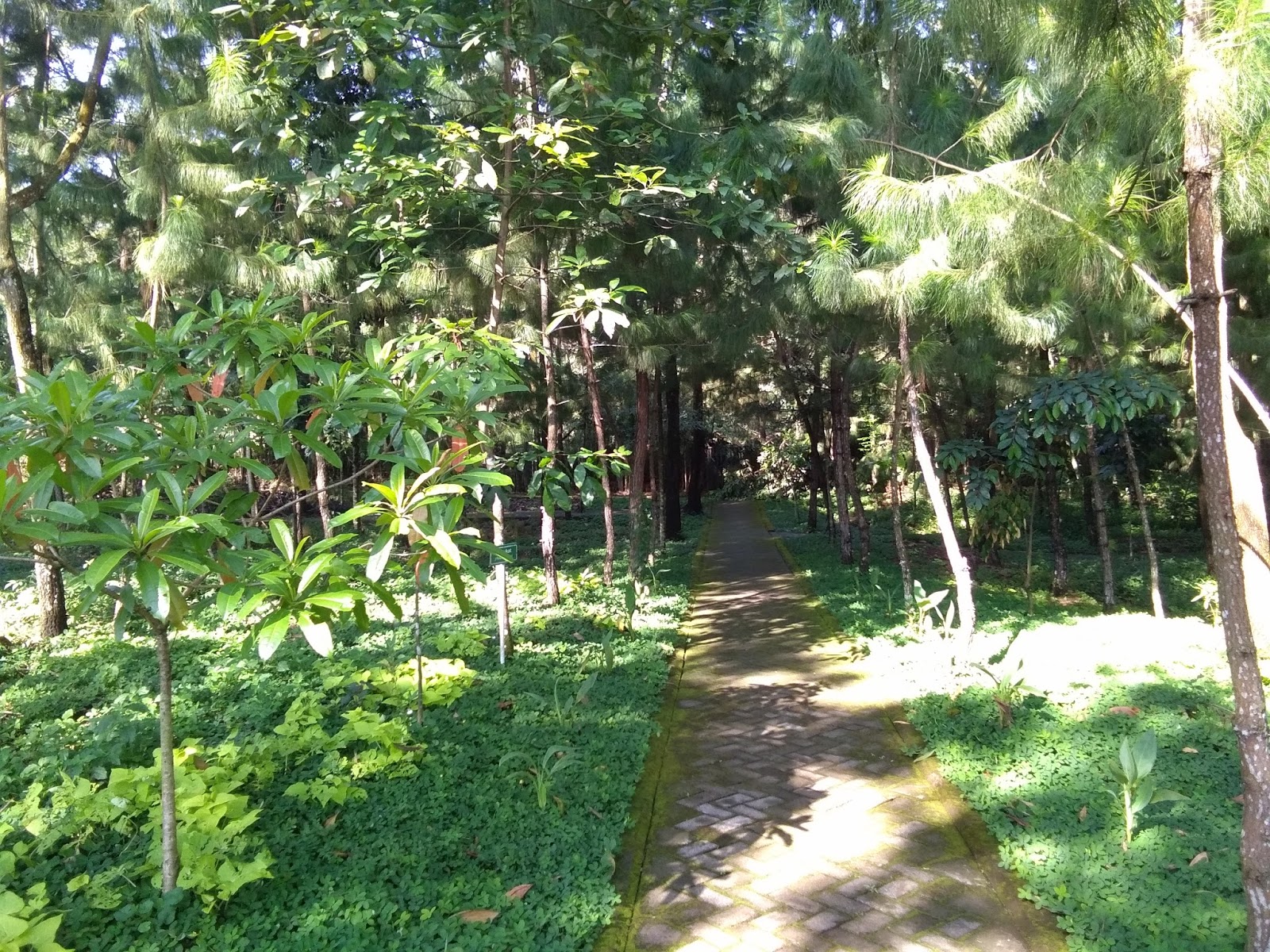 A small forest called "Hutan Kota Salatiga" (Salatiga Urban Forest)