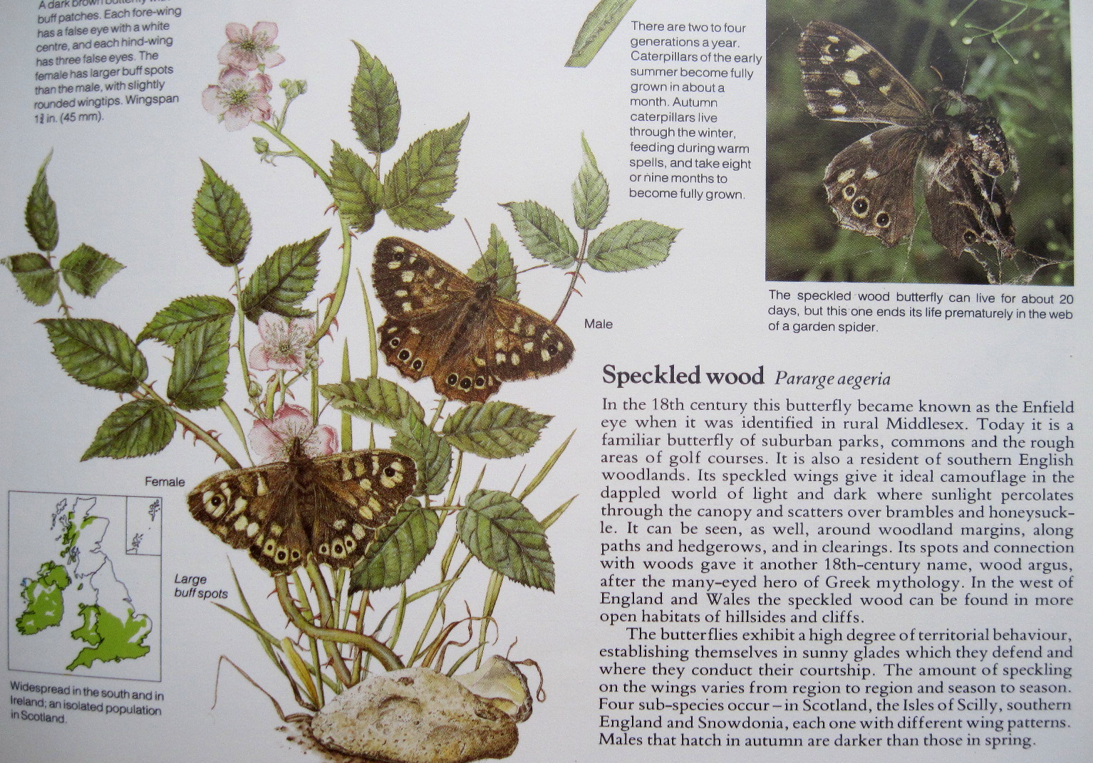 Flutterby Patch: Busy days