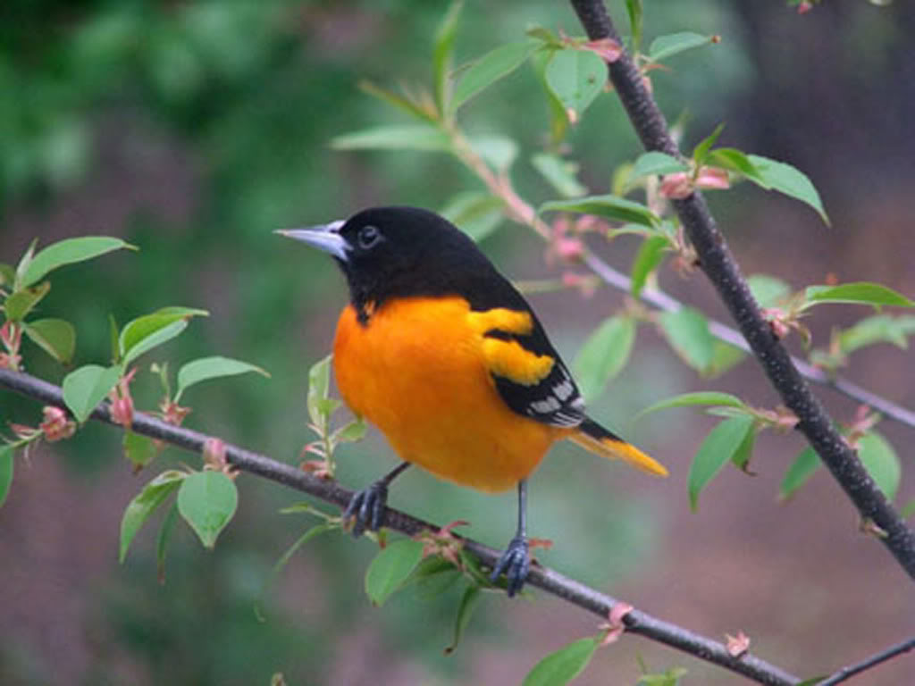 Summer Eden Poetry Center: Birdie, Birdie