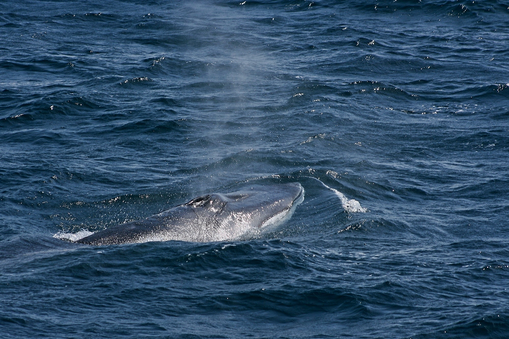 8x42: Rorcual Común. La otra migración del estrecho.