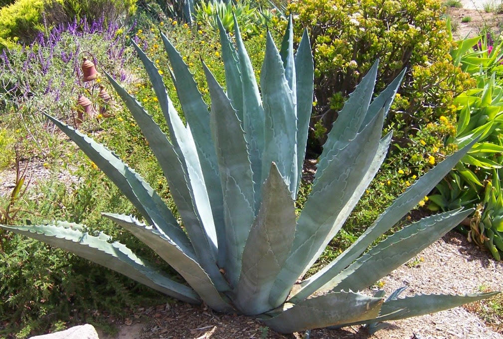 Benefits+Of+Century+Plant+(Agave+Americana)+For+Health+(2).jpg (1009× ...