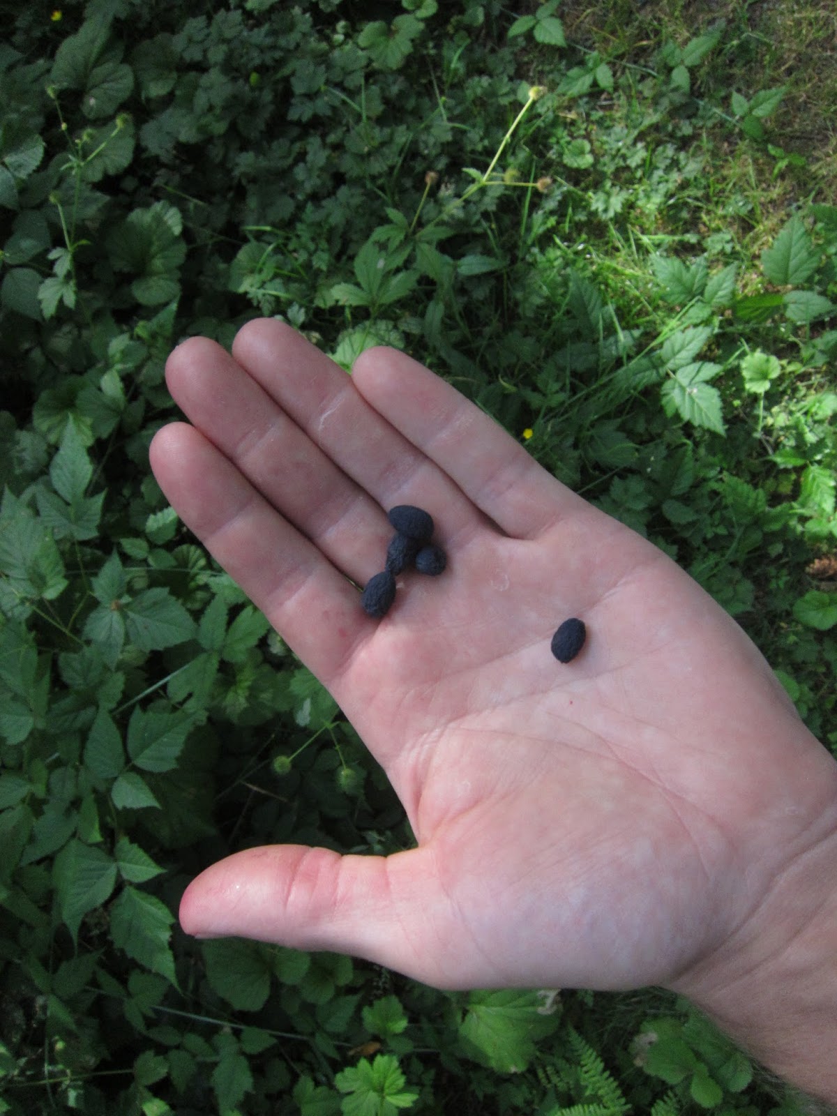 Spike is Best: I'm your hucklebearer