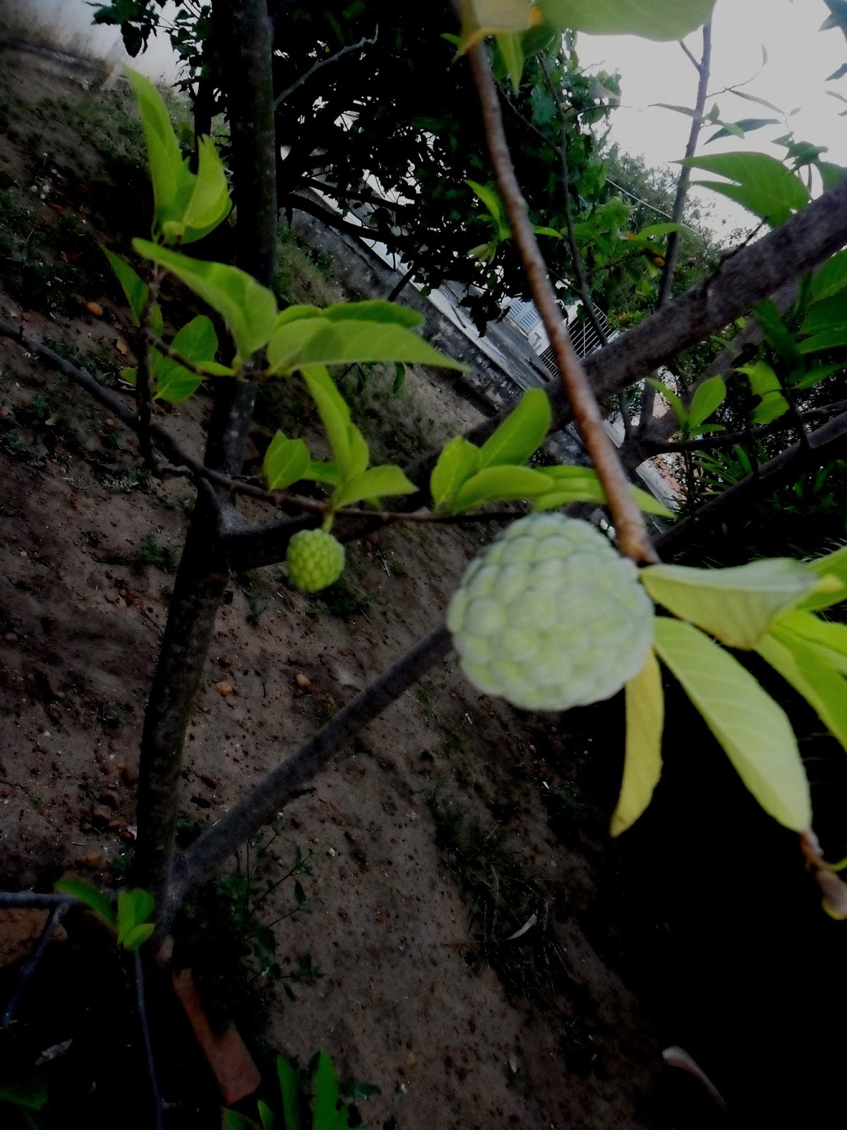 Matutinha: Pinha...ata...fruta do conde...
