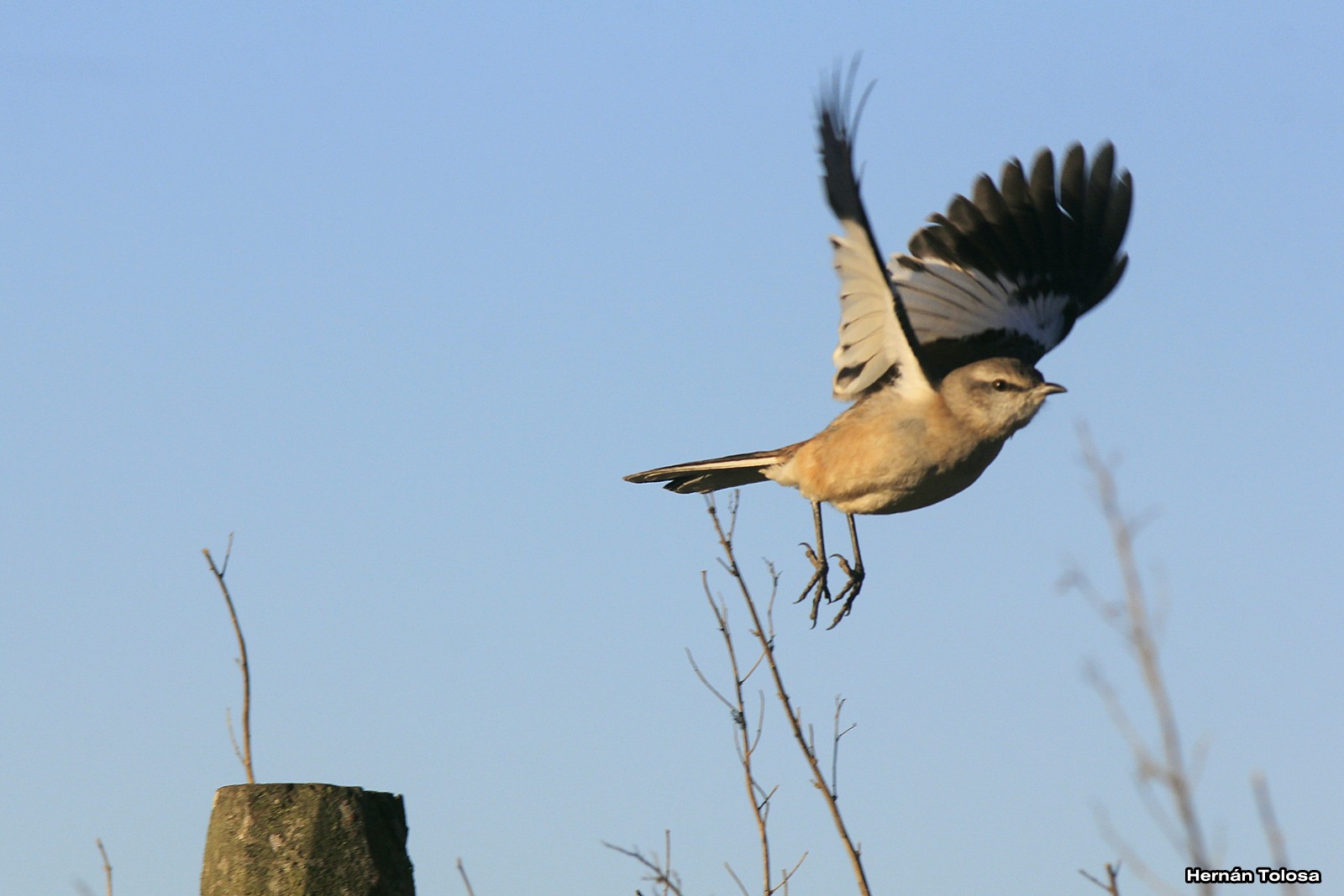 Aves de Argentina: Una buena calandria