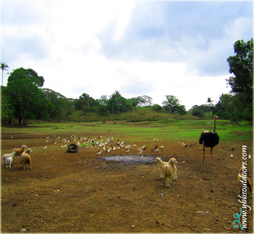 Blue Rose Farm Lipa Pictures - GOOGLESACK