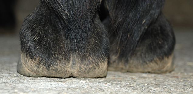 Paardenhoeveninfo: Anatomie 4 - De achterkant van de hoef