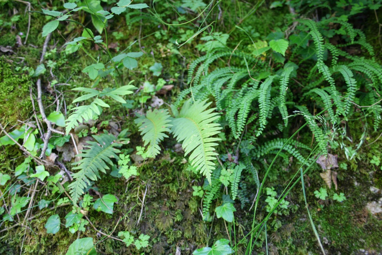 Les fougères, des plantes primitives