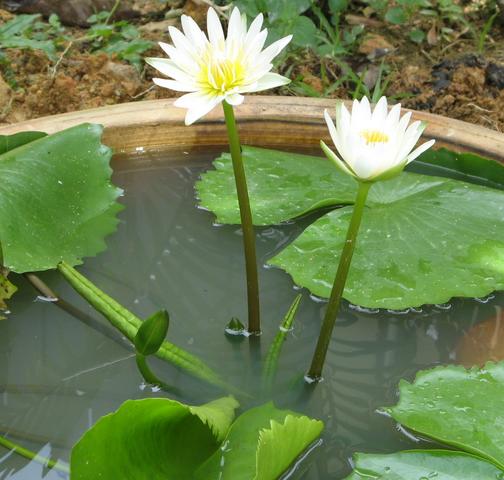 35+ Inspirasi Lambang Bunga Teratai Psht, Logo Psht