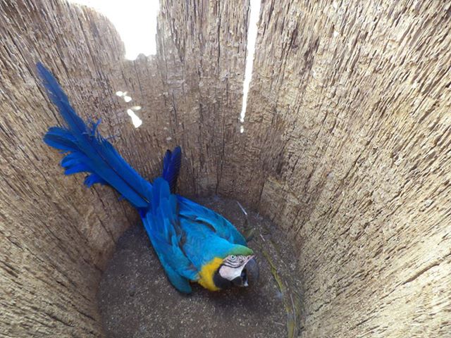 Santuário da Arara Azul