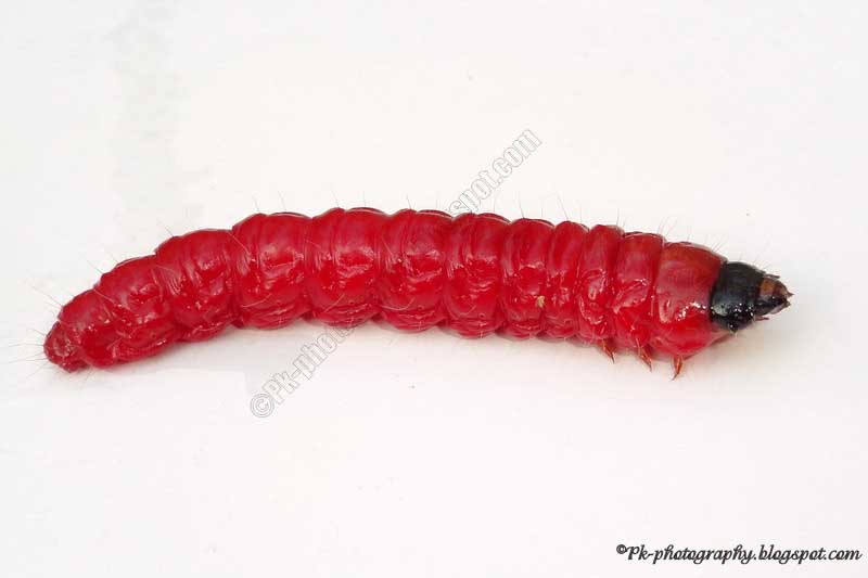 Red Caterpillar | Nature, Cultural, and Travel Photography Blog