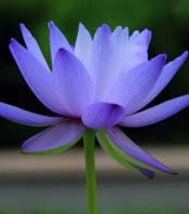 Paling Keren 15+ Gambar Bunga Tunjung Biru - Gambar Bunga Indah