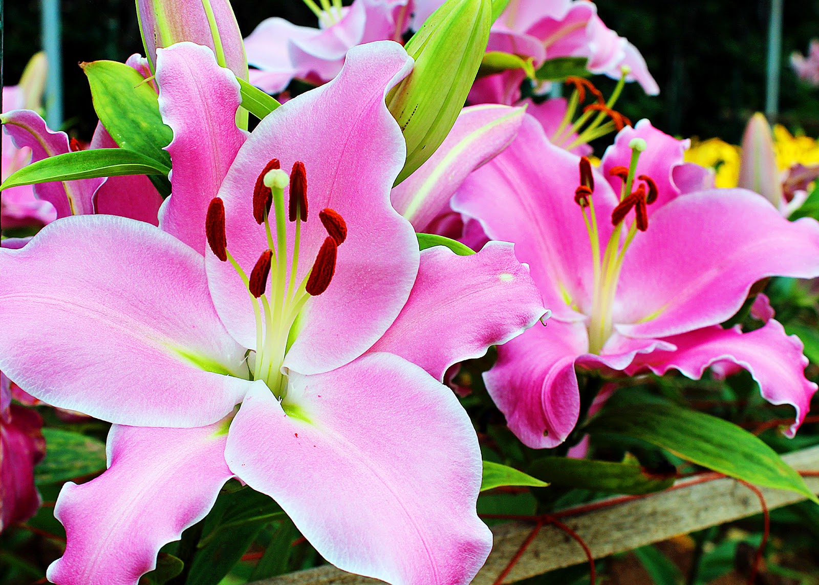 Enjoying Life With 4 Kids: Ie Island Lily Festival