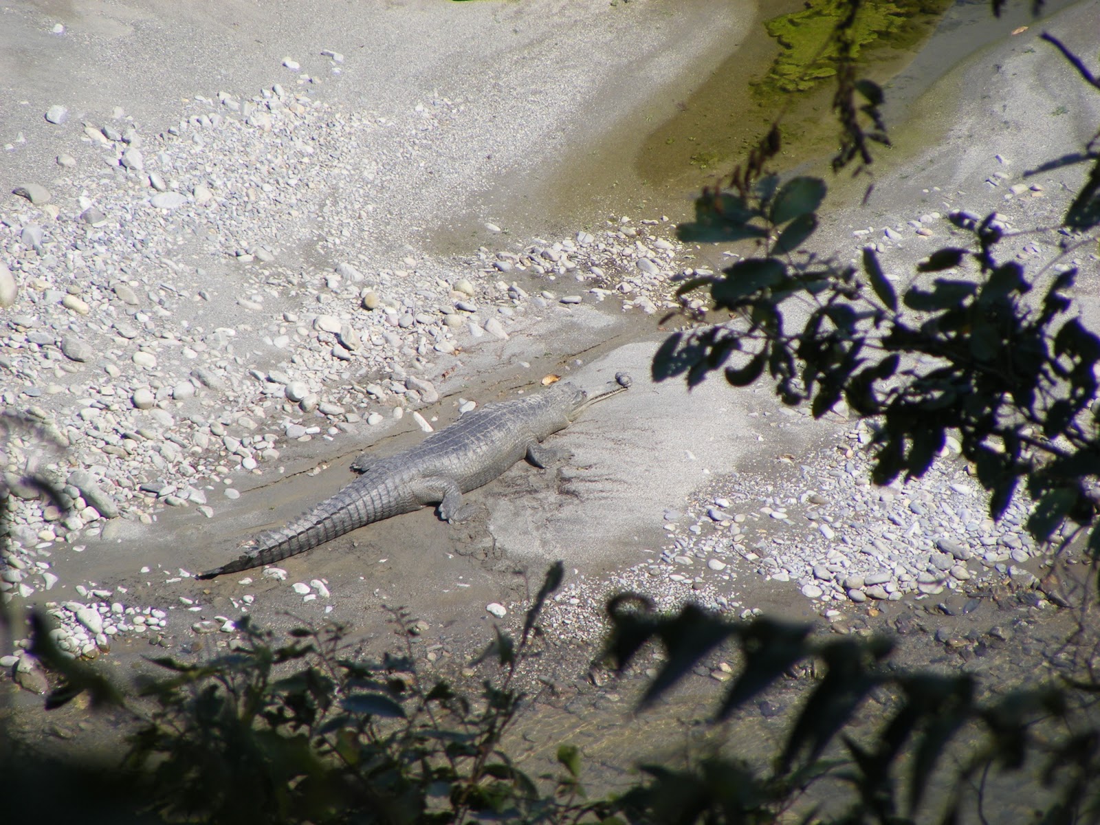 Ganges River Crocodiles