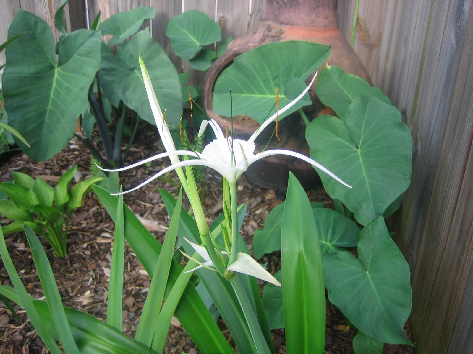 Gardening Alabama: Rare Cahaba Lily