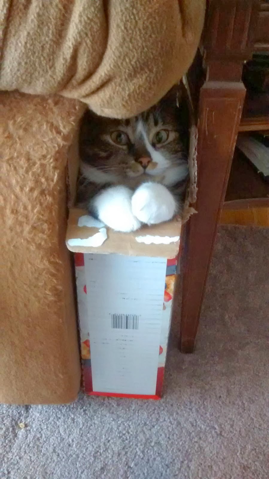 Funny cats - part 88 (40 pics + 10 gifs) | Amazing Creatures