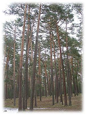 Invernablog: Ficha: Pino Silvestre o Pino Albar