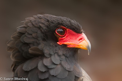 flying beauties of himachal pradesh: Raptors,the ultimate Hunters