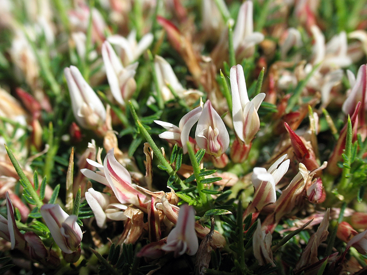 UEP!: VALL DE BÓQUER I CALES DE SANT VICENÇ, BARQUES I CARBÓ.
