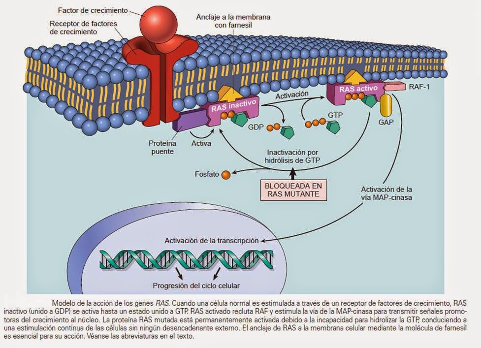 Cáncer: Mecanismos