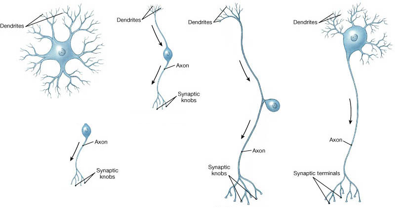 μicroscopia: Tessuto nervoso