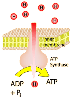 Punk Biology Student Blog: ELECTRON TRANSPORT SYSTEM (SISTEM TRANSPOR ...