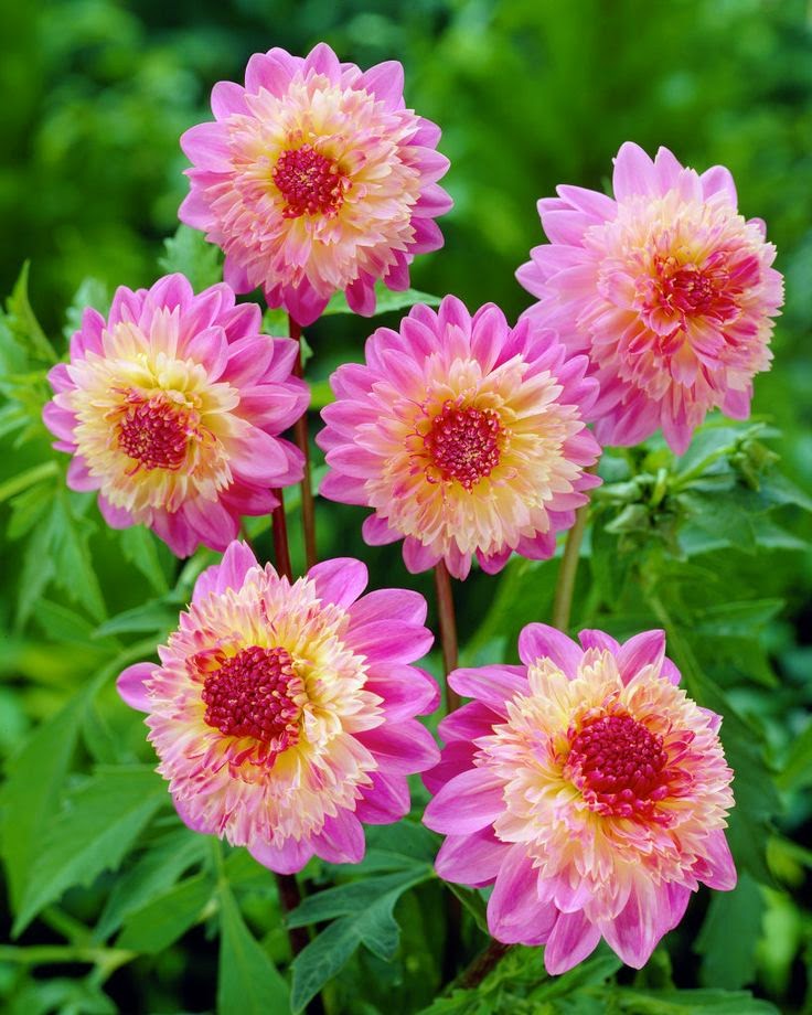 Dahlia Lambada ~ Stunning nature