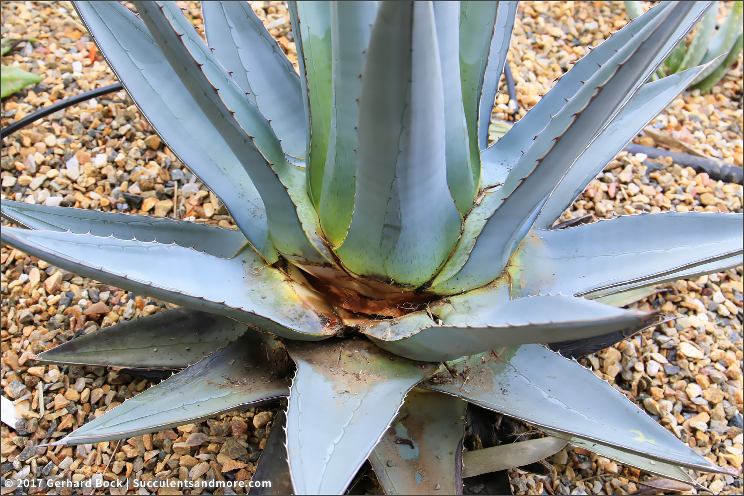 Agave pumila rot—can it be stopped?