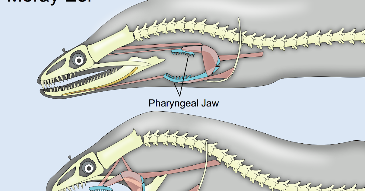 Alien Explorations: Moray Eel's pharyngeal jaw