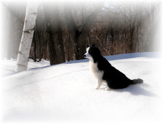 All Dogs: Alaskan Malamute