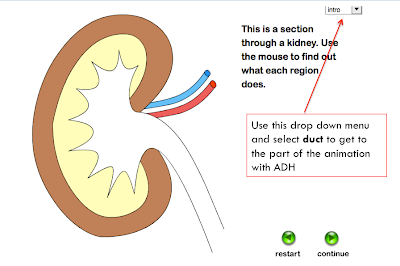 Honors Biology @ Lawrenceville: Epic Kidney Animation and Homework for ...