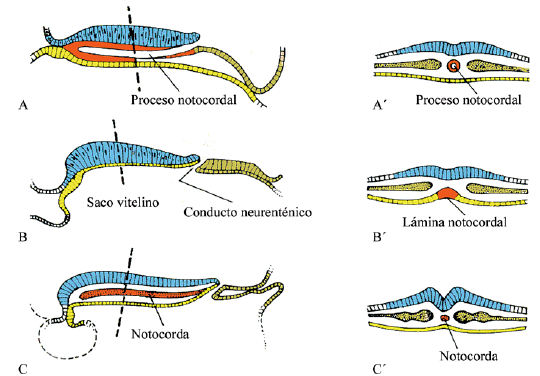 Embriología humana : Tercera semana de desarrollo embrionario: El disco ...