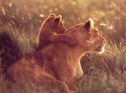 Soul stretching wonderful: "Lioness"