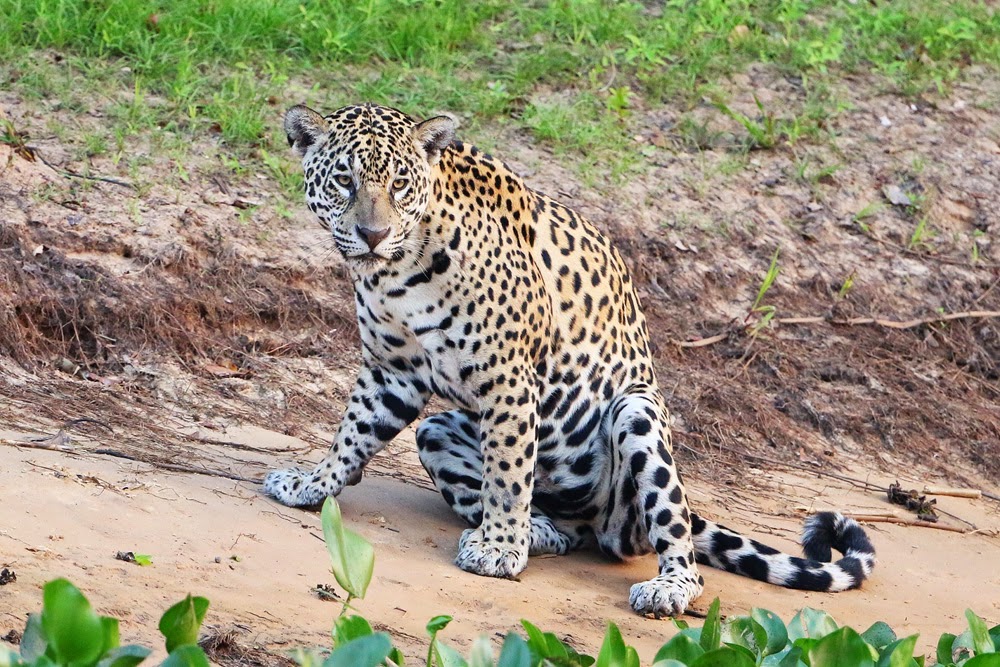 Tom Hince - Adventures with Birds & other stuff