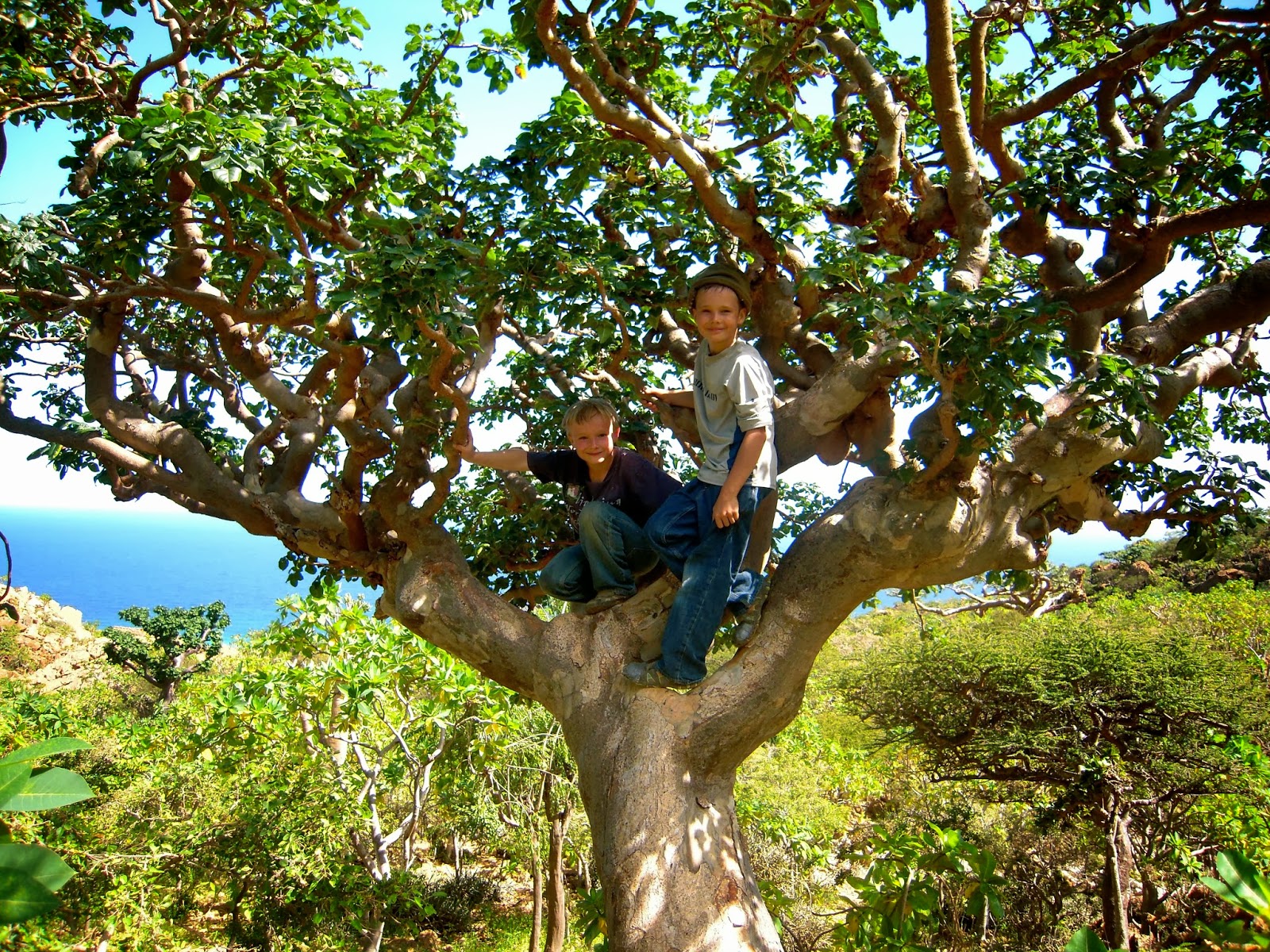 All That's Goood: Nature Study on an Island