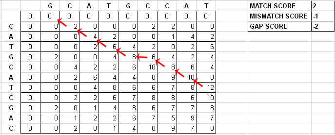 Anything Tutorials Bioinformatics Smith Waterman Algorithm With Example