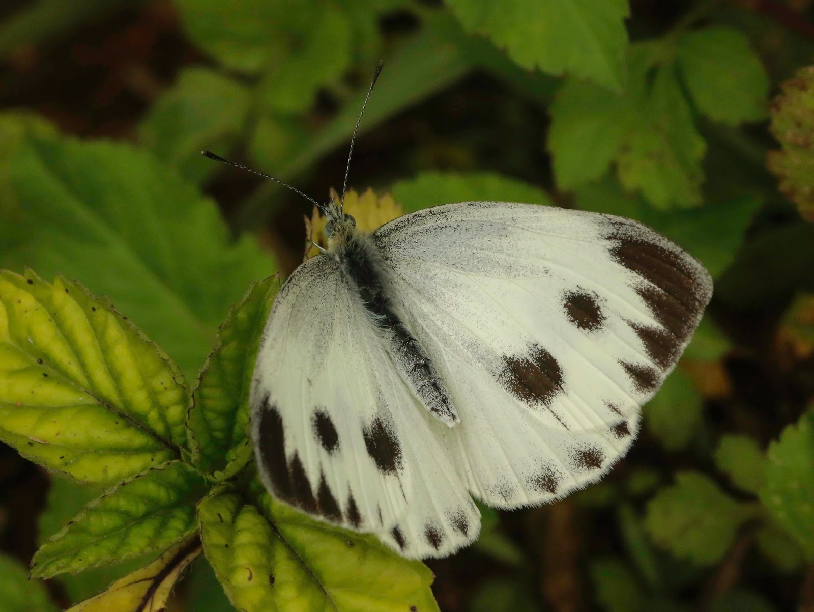 Butterflies of Vietnam: 236. Pieris canidia canidia (The Indian Cabbage ...