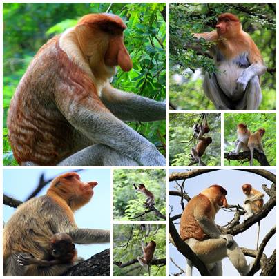 Proboscis monkey - Nasalis larvatus | Biodiversitas Indonesia