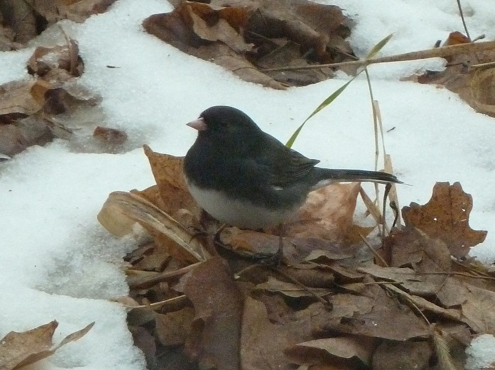 Penelopedia: Nature and Garden in Southern Minnesota: Dark-eyed Junco