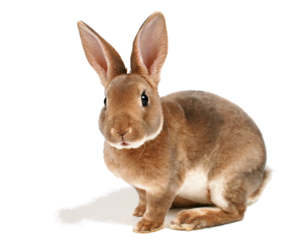 La antigua Biblos: febrero 2019