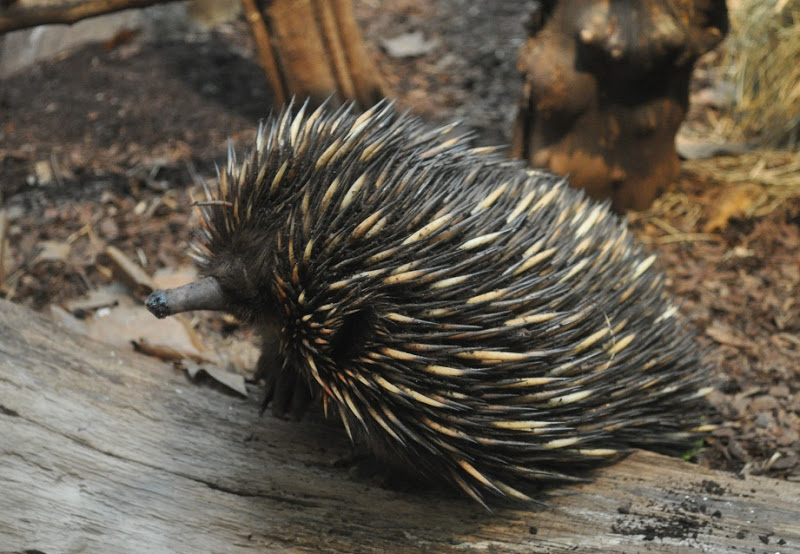 ZOOTOGRAFIANDO (6.100 ANIMALS): EQUIDNA DE HOCICO CORTO / SHORT-BEAKED ...
